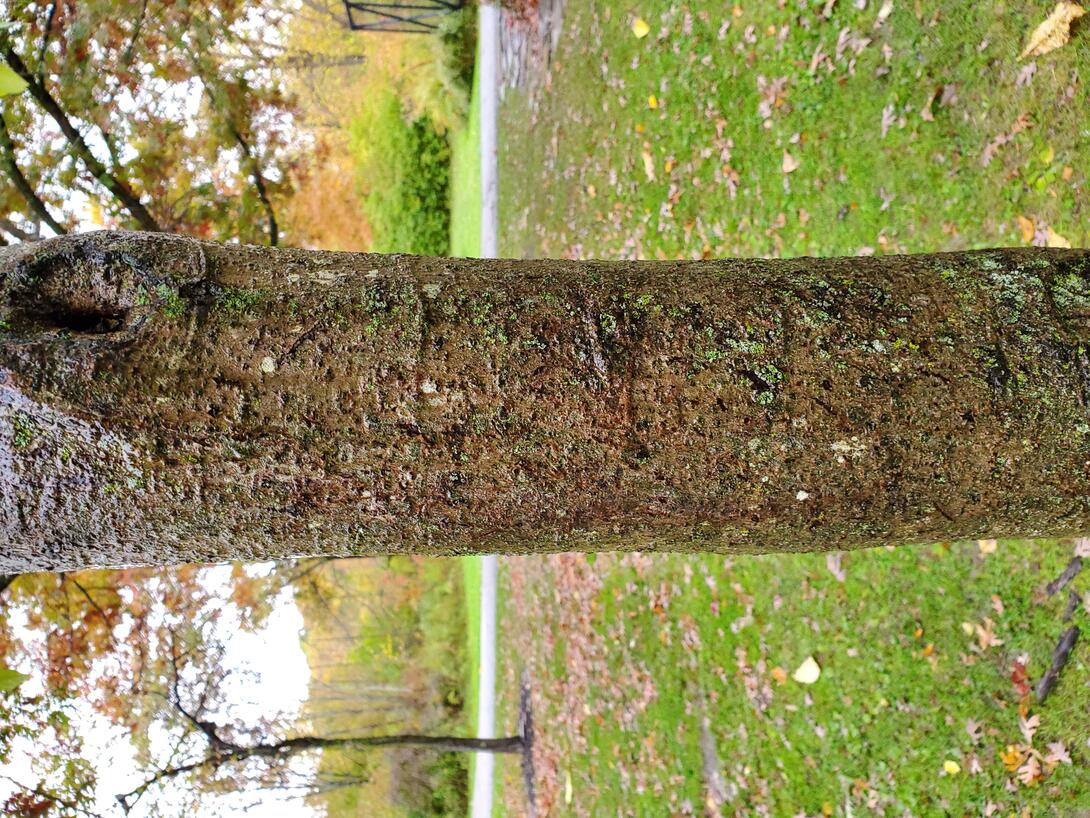 Paw-Paw | CMP Tree Selection Tool